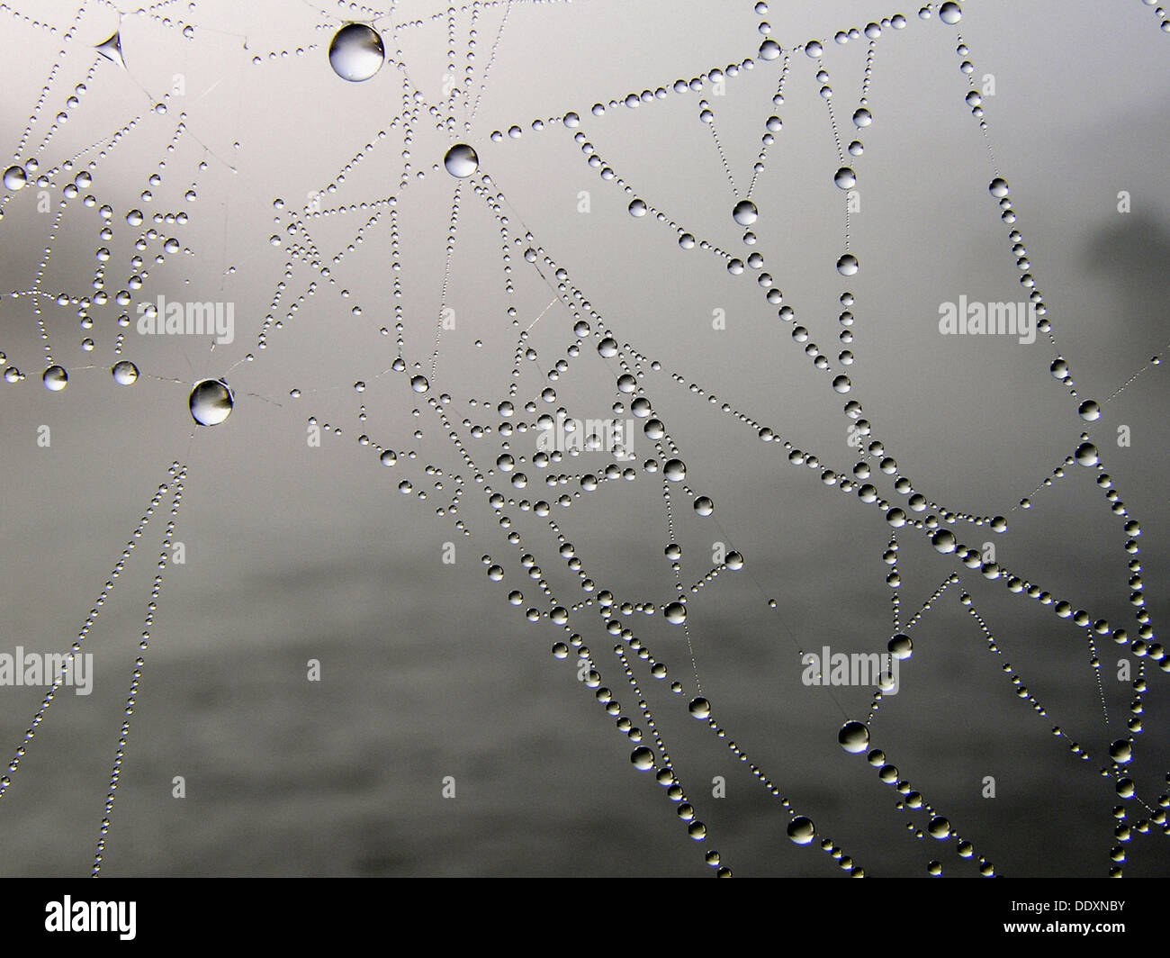 A wet spider web over the Delaware River reflects the river in its ...