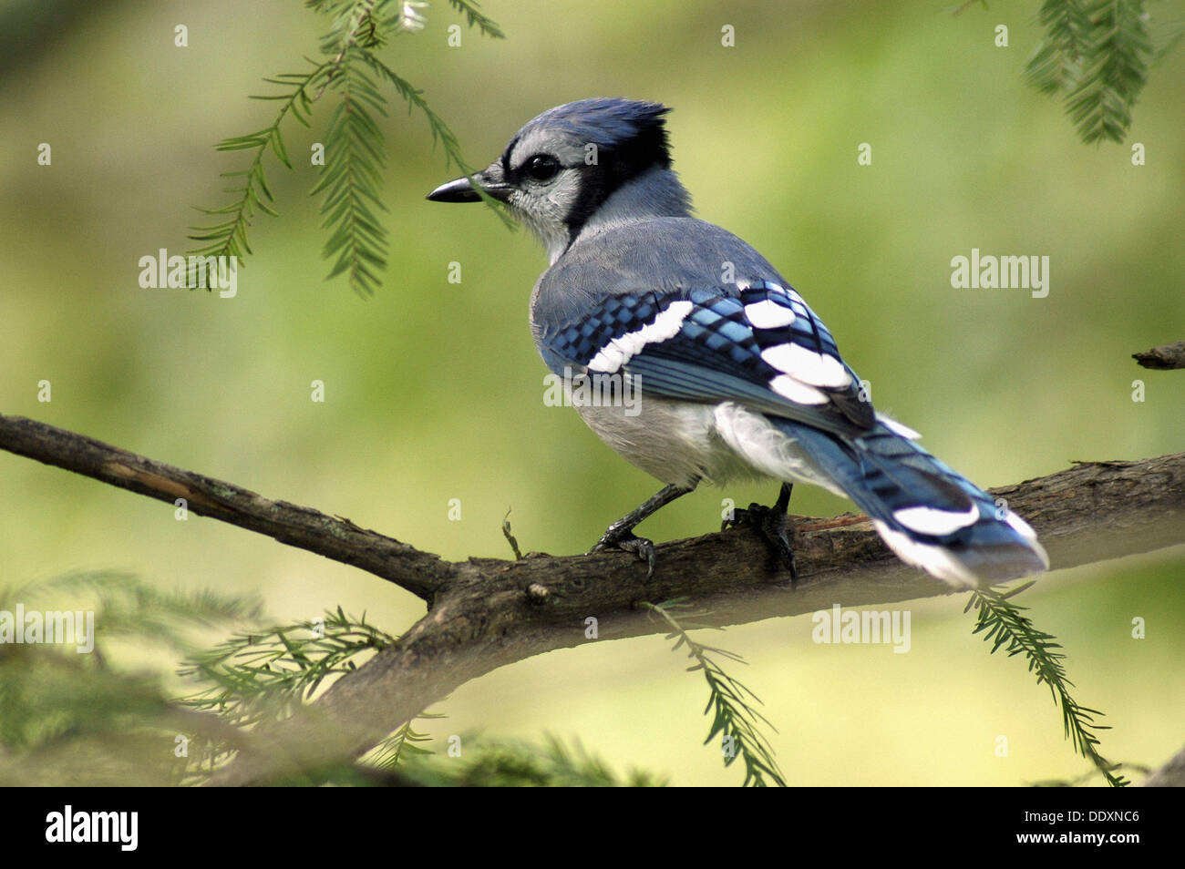 A blue jay (cyanocitta cristata) on a branch, Pennsylvania, USA Stock ...