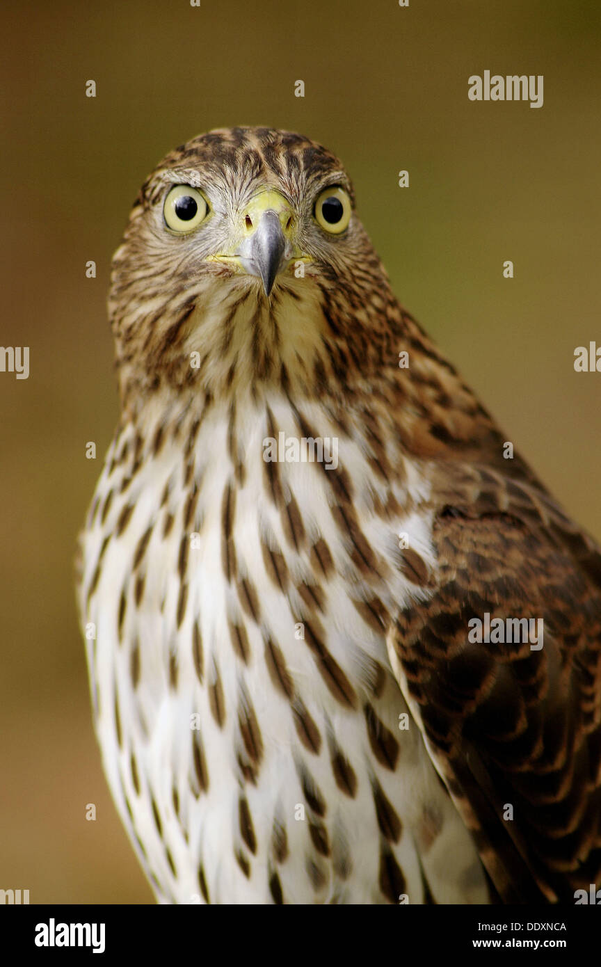 Atlantic hawk hi-res stock photography and images - Alamy