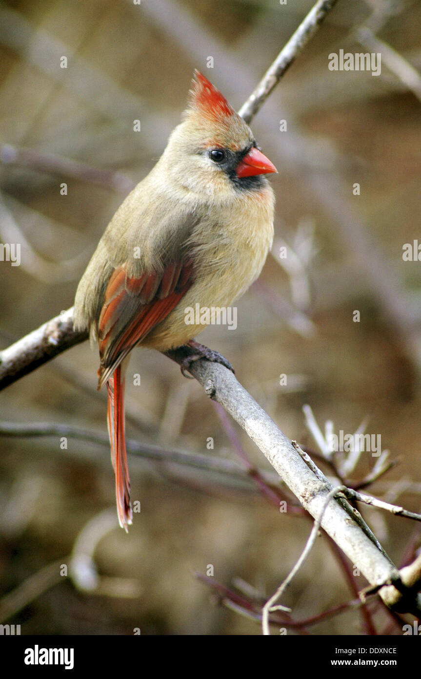 A female northern cardinal (cardinalis cardinalis), from the side ...