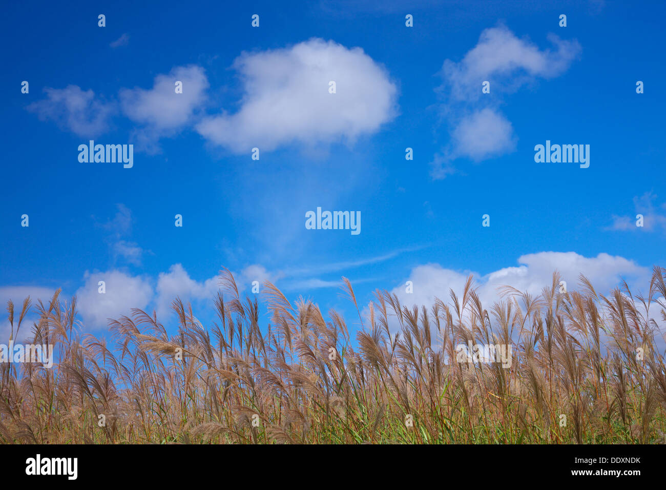 Japanese pampas grass field hi-res stock photography and images - Alamy