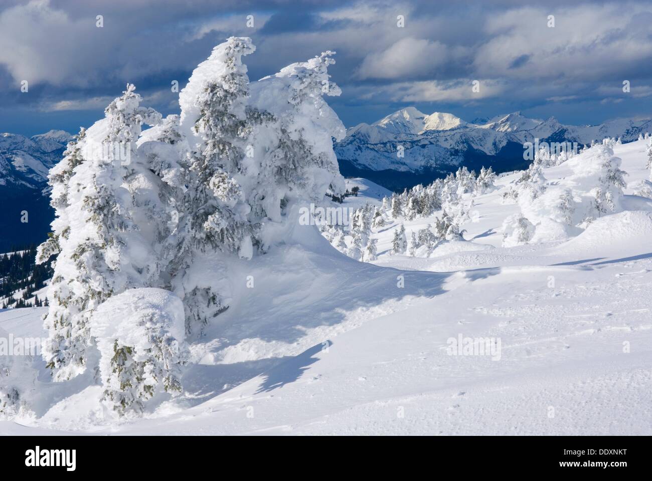 Krummholz and tree hi-res stock photography and images - Alamy