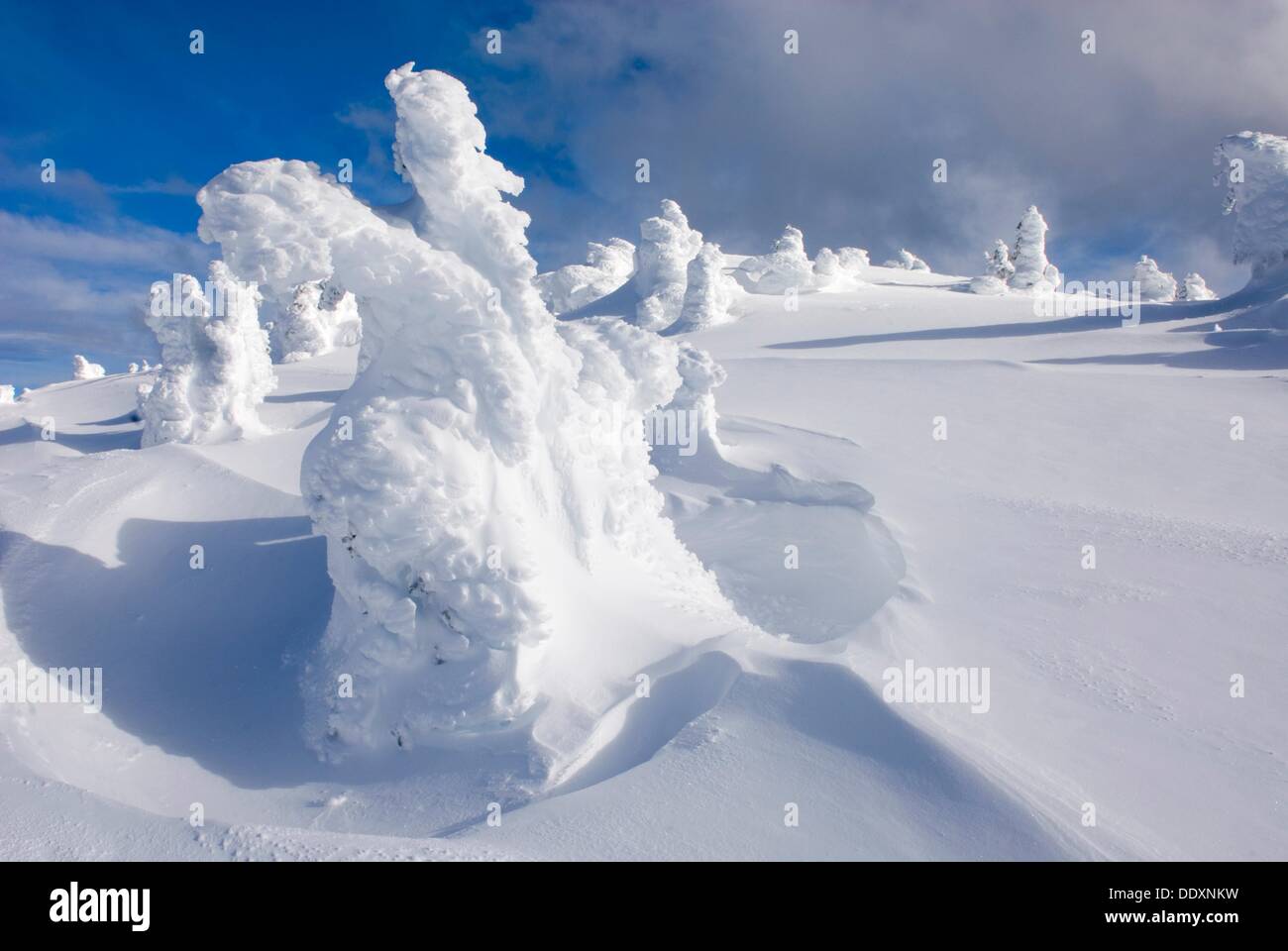 Ice encased trees or Krummholz on the summit of Three Brothers Mountain ...