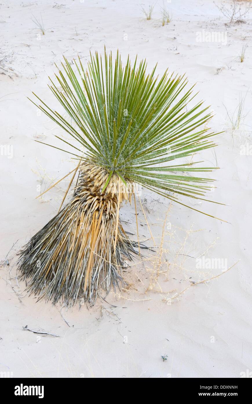 Yucca colorado national monument hi-res stock photography and images ...