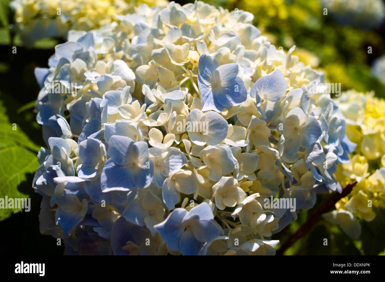Bigleaf Hydrangea or French Hydrangea blossom (Hydrangea macrophylla ...