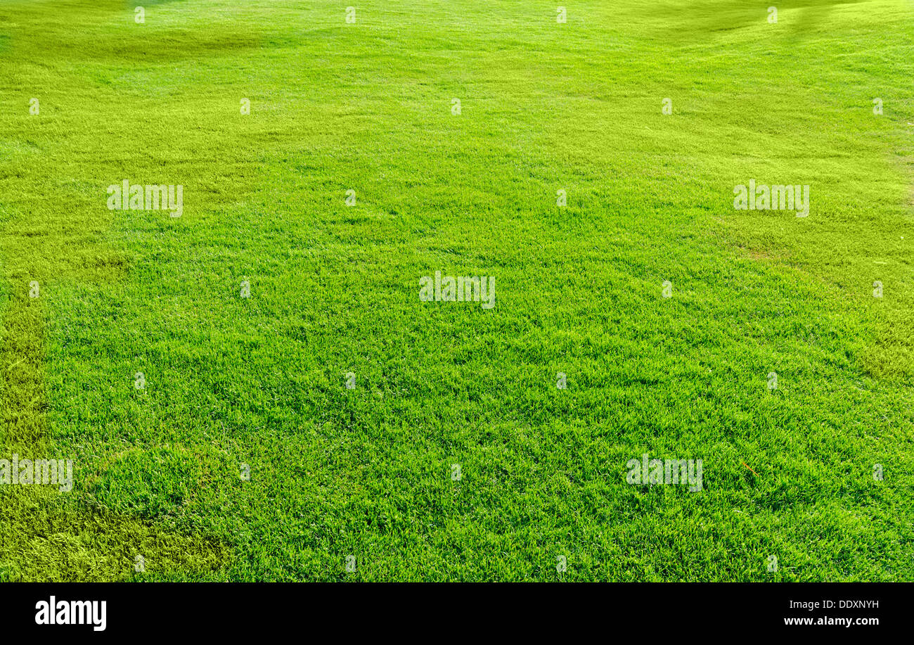 Leaf covered grassland hi-res stock photography and images - Alamy