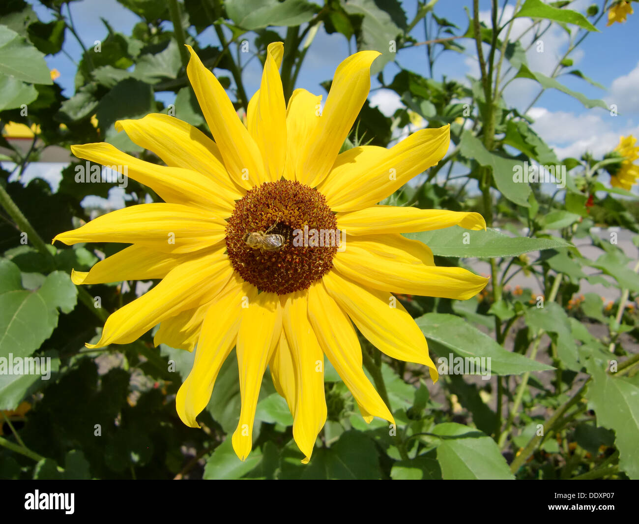 Russian sunflower hi-res stock photography and images - Alamy
