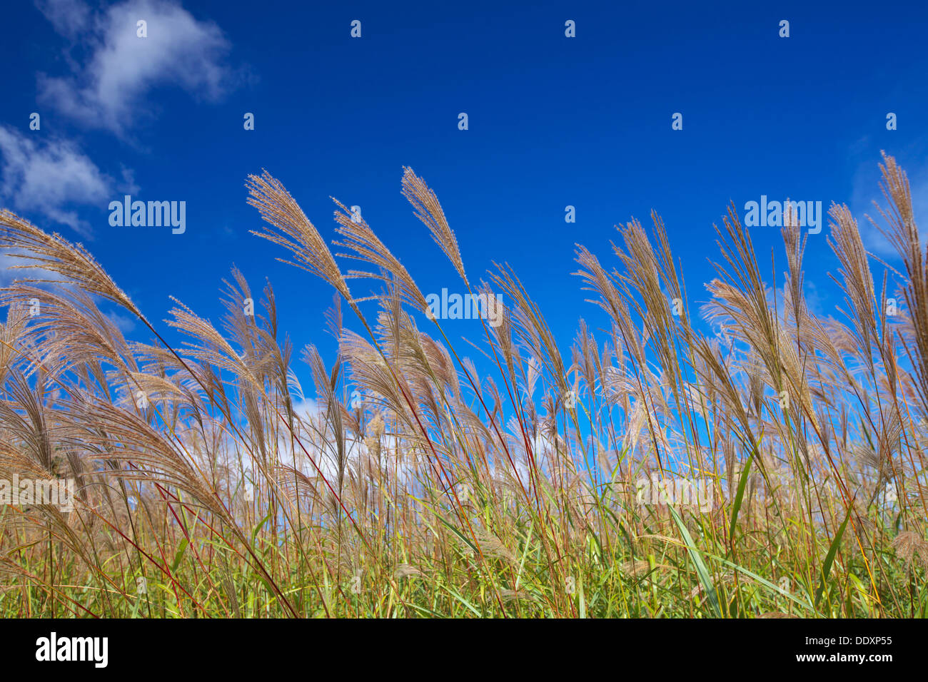 Japanese pampas grass field hi-res stock photography and images - Alamy