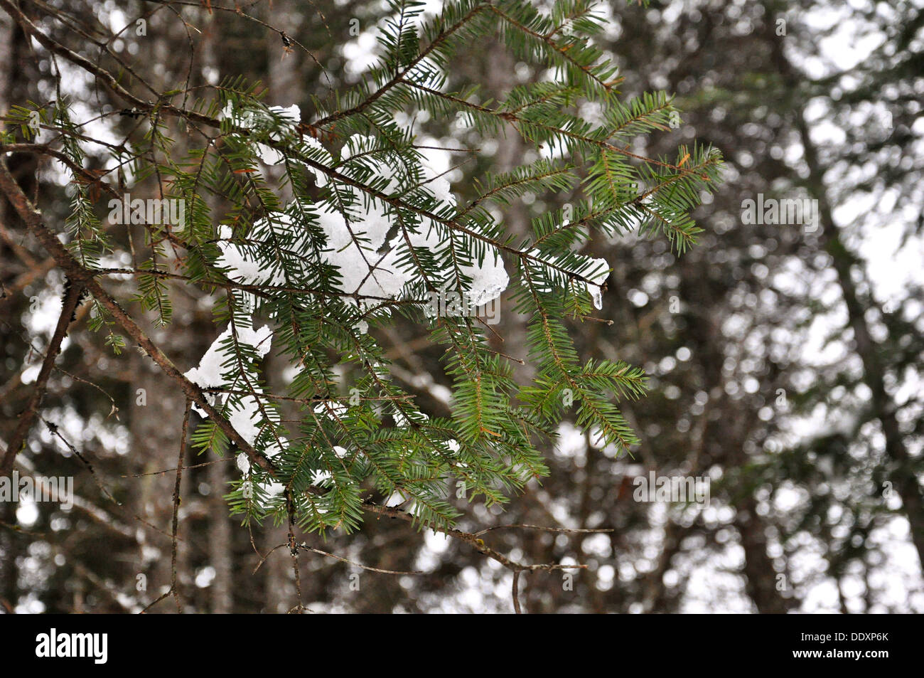 A tree branch on Crabbe Mountain in Fredericton, New Brunswick Stock ...