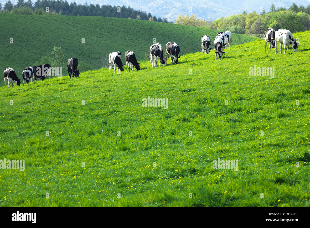 Ranch in Biei, Hokkaido Stock Photo - Alamy