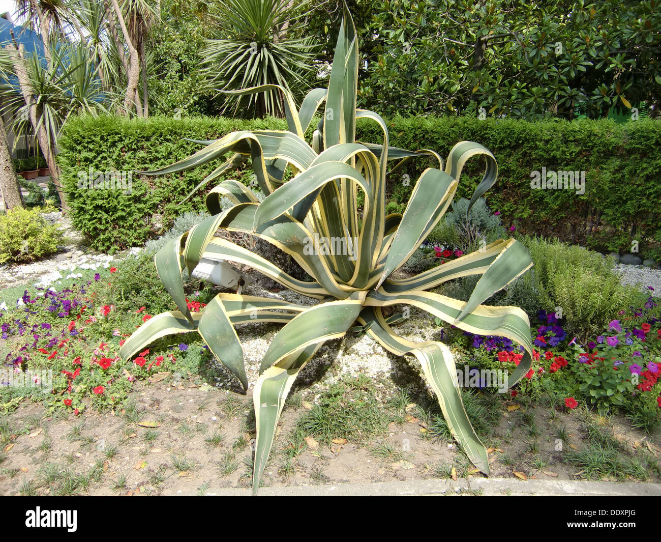 Riviera park sochi hi-res stock photography and images - Alamy