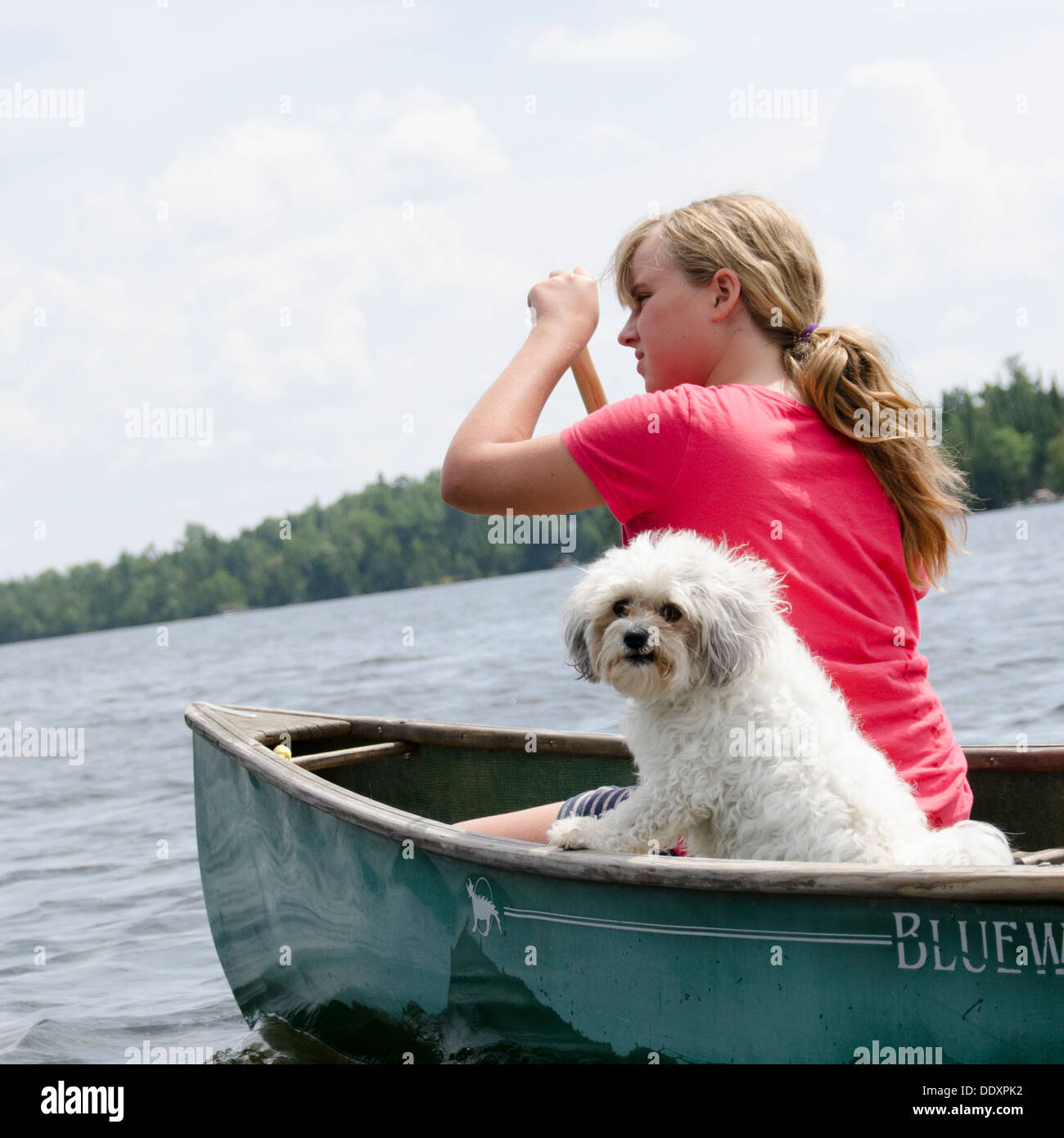 Girl in a canoe with her Zuchon puppy on a lake, Lake of The Woods ...