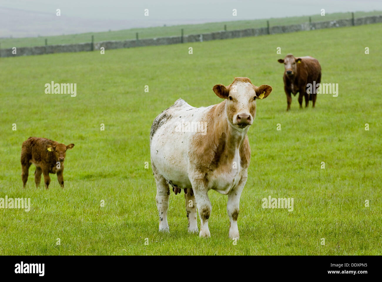 Orkney Cattle High Resolution Stock Photography and Images - Alamy