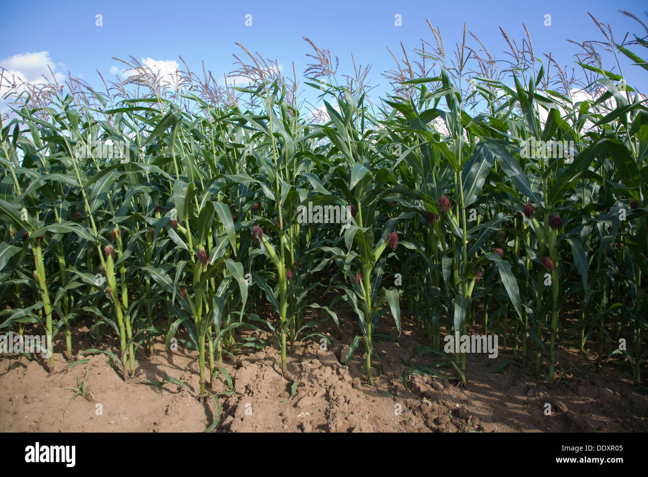 Field of growing corn hi-res stock photography and images - Alamy
