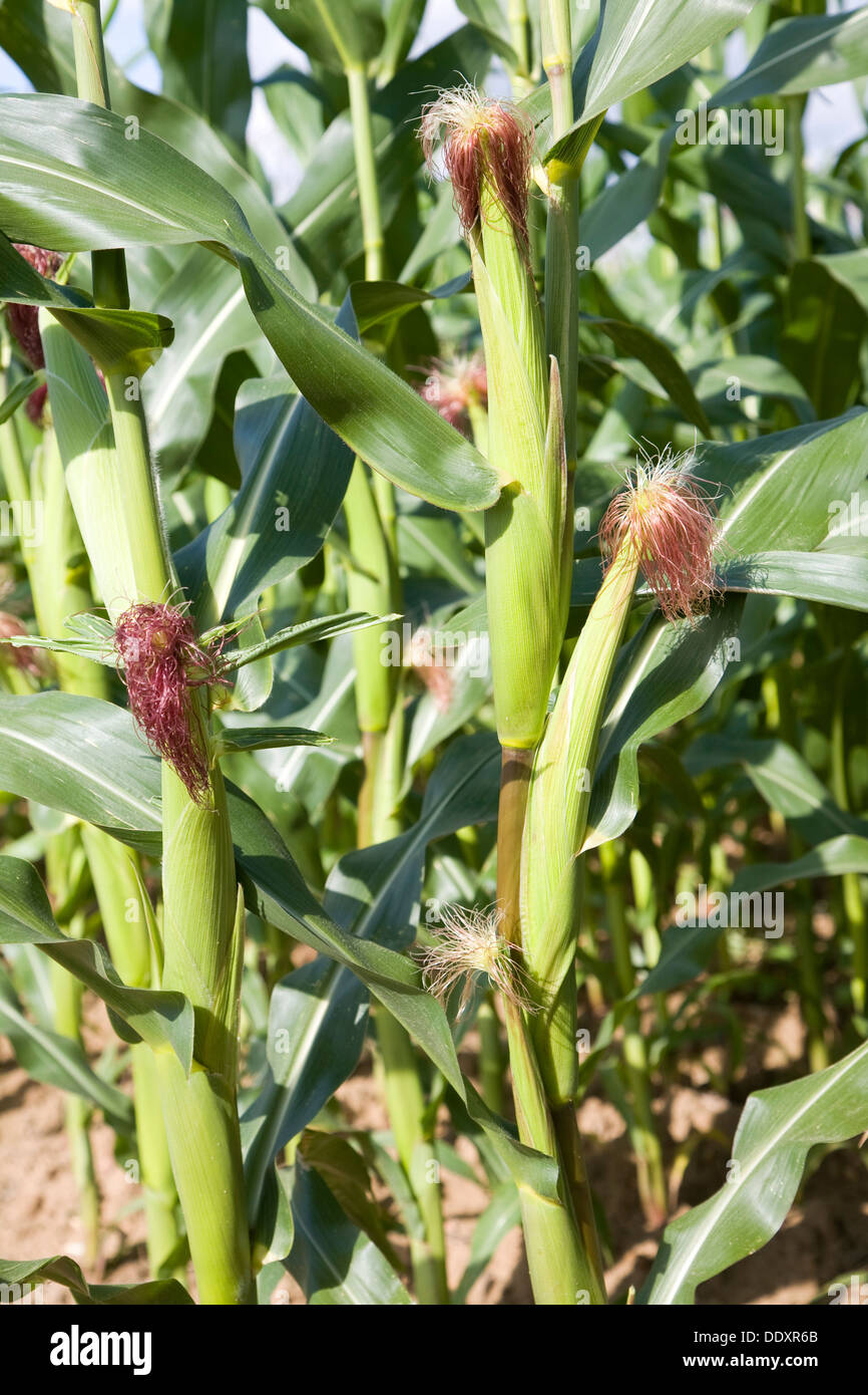 Sweet corn maize plants growing in field Suffolk England Stock Photo ...