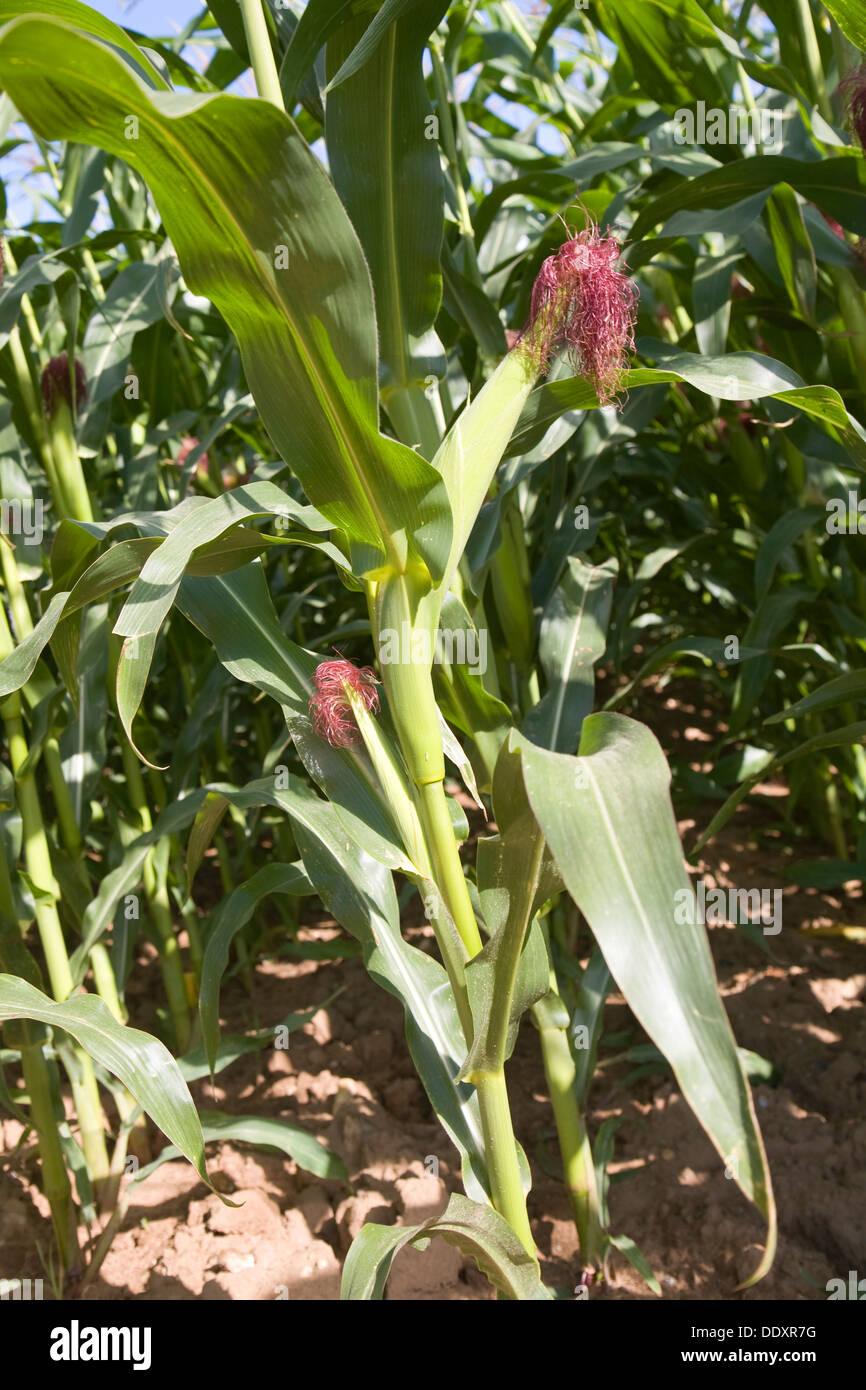 Sweet corn field england hi-res stock photography and images - Alamy