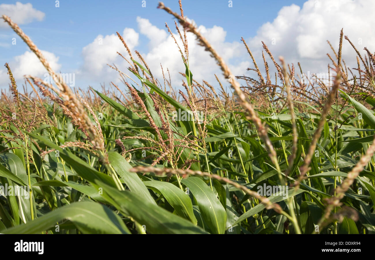 England maize crop field countryside rural east anglia hi-res stock ...