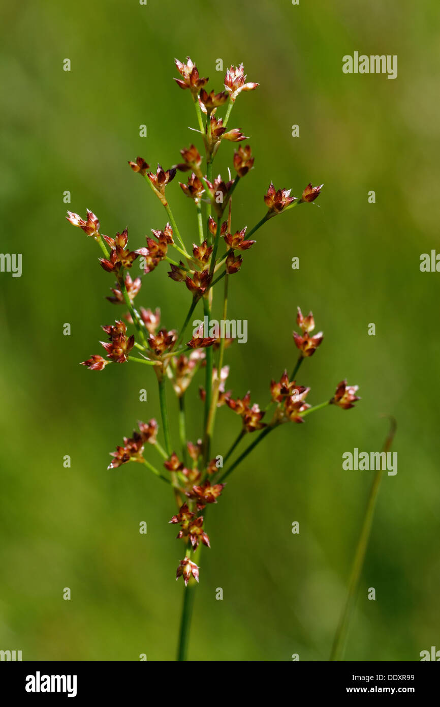 Sharp-flowered rush, Juncus acutiflorus, inflorescence, Alps, France ...