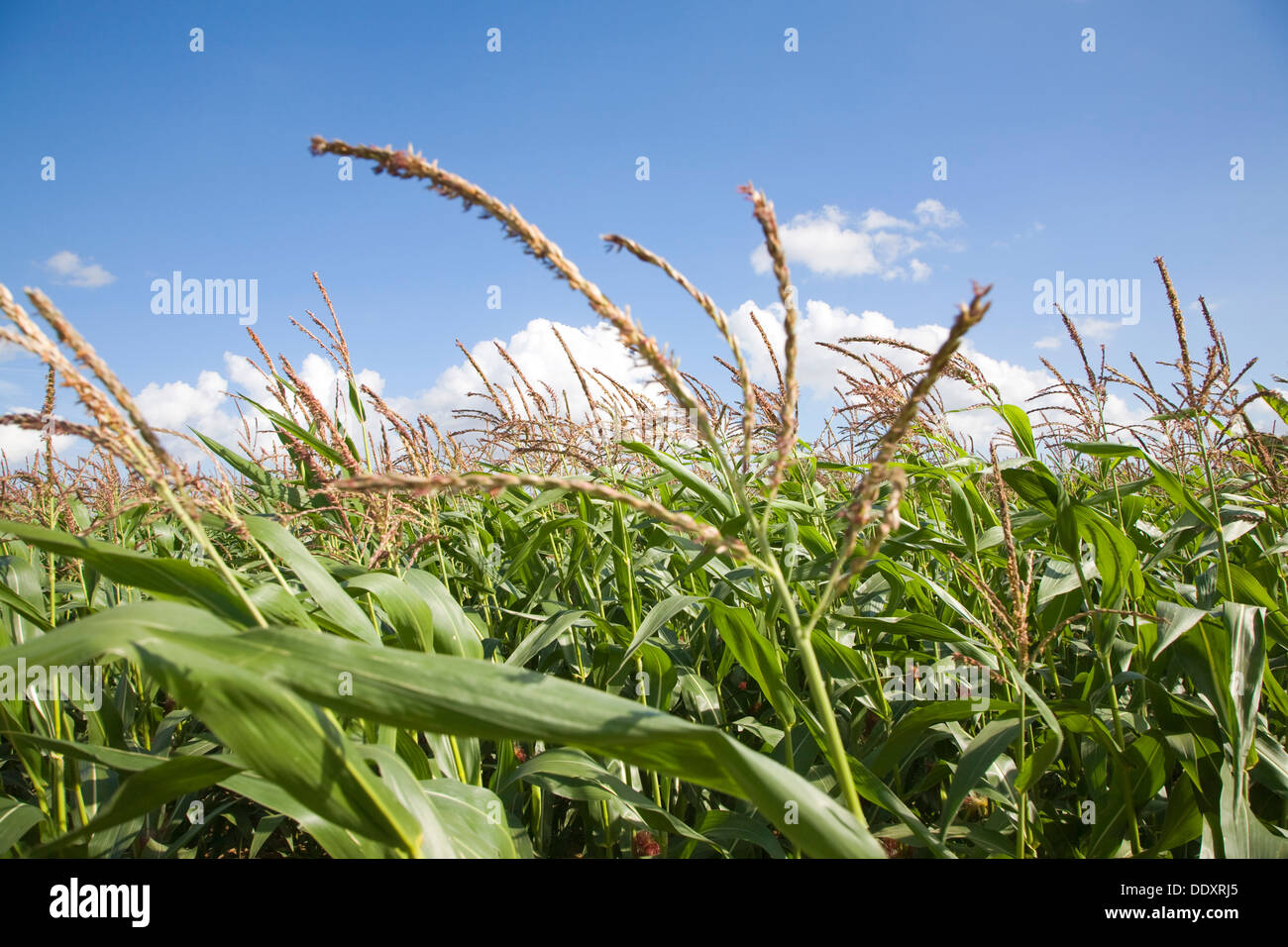 Sweet corn maize plants growing in field Suffolk England Stock Photo ...