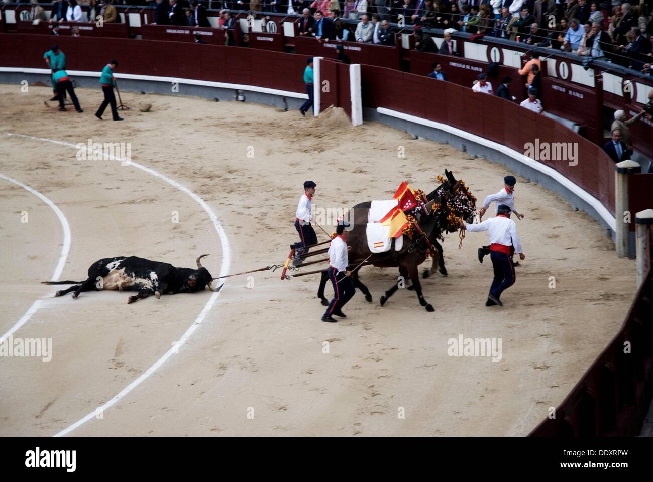 Dead bull hi-res stock photography and images - Alamy