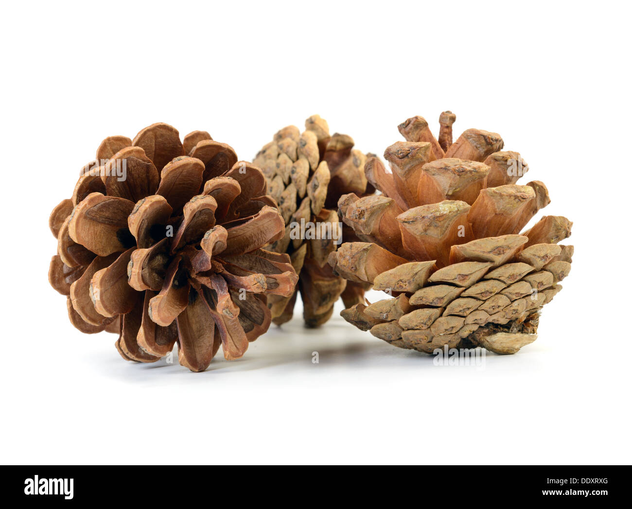 Gold pine cone hi-res stock photography and images - Alamy