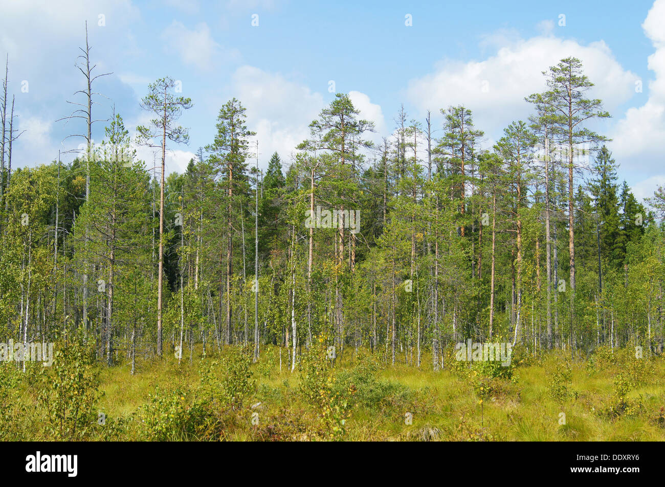 Dwarf cypress forest hi-res stock photography and images - Alamy