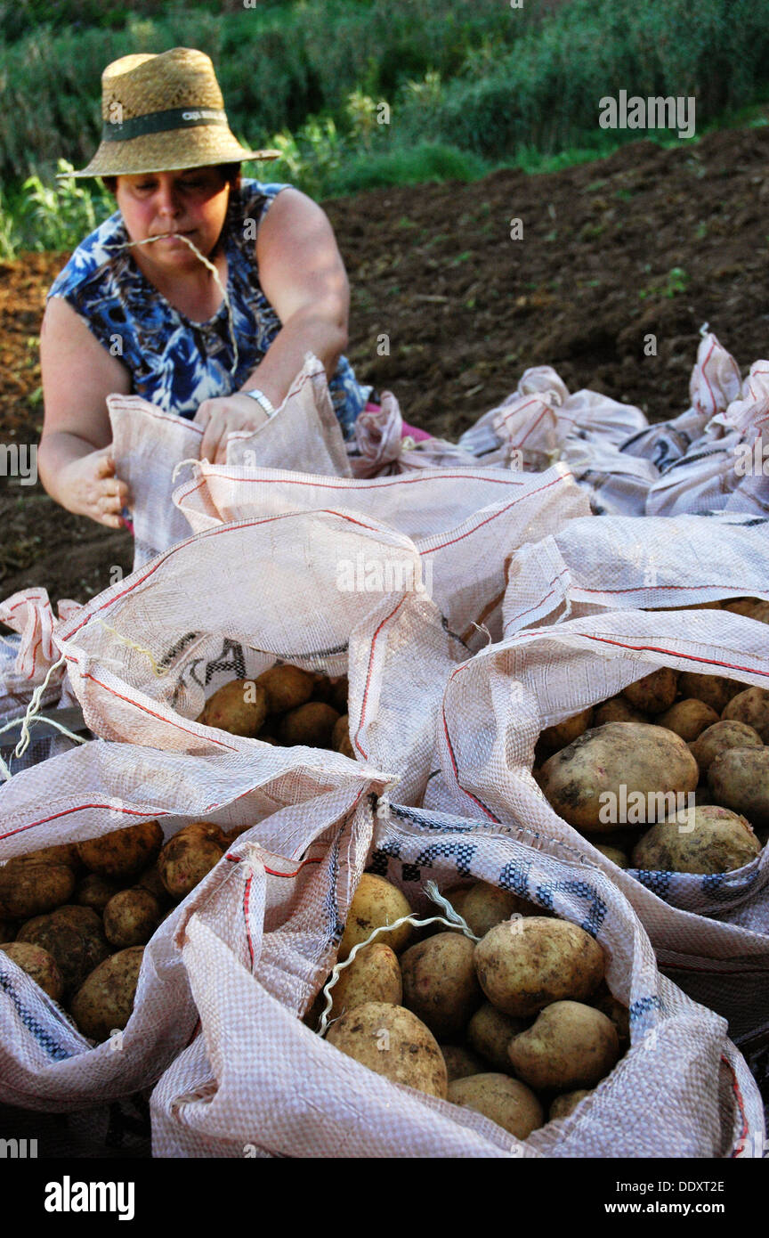 Potatoes peasant hi-res stock photography and images - Alamy