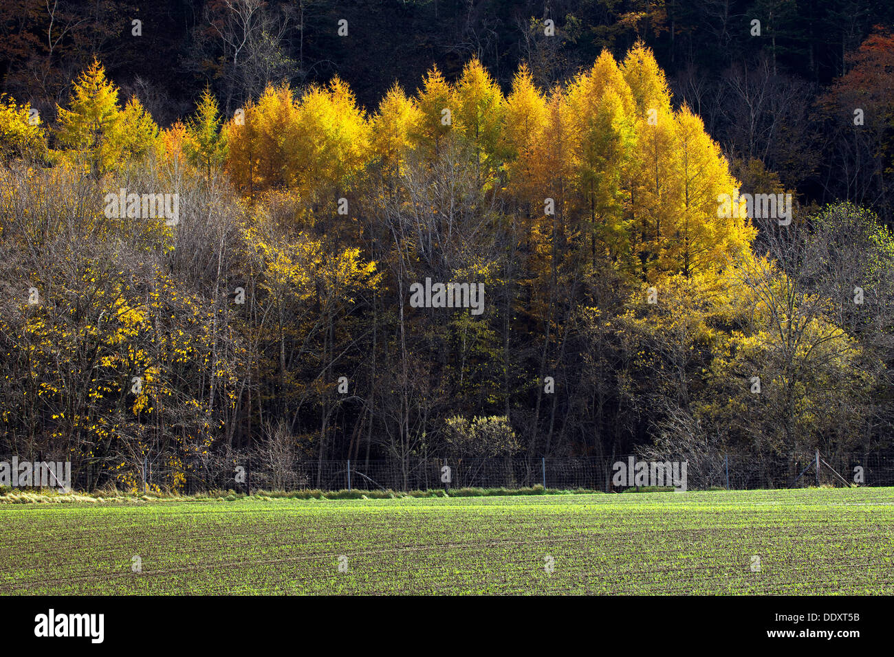 Larch trees in autumn hi-res stock photography and images - Alamy