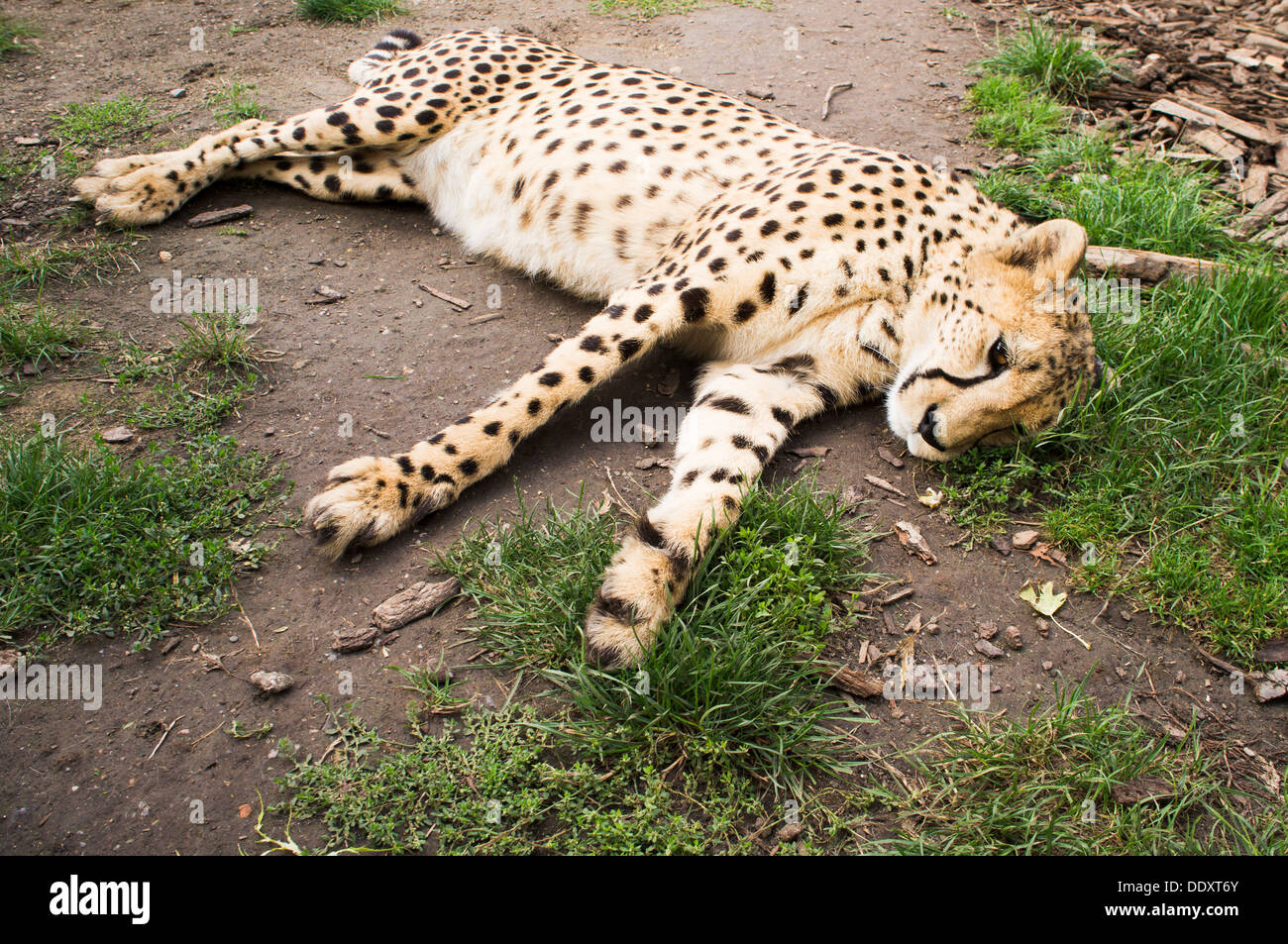 Cheetah, Gepard, Acinonyx jubatus Stock Photo - Alamy