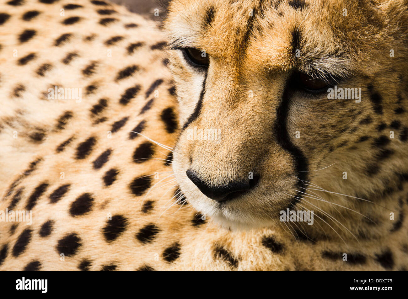 Cheetah, Gepard, Acinonyx jubatus Stock Photo - Alamy