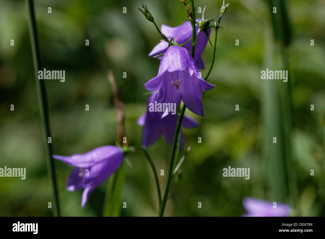 Scottish bluebell hi-res stock photography and images - Alamy