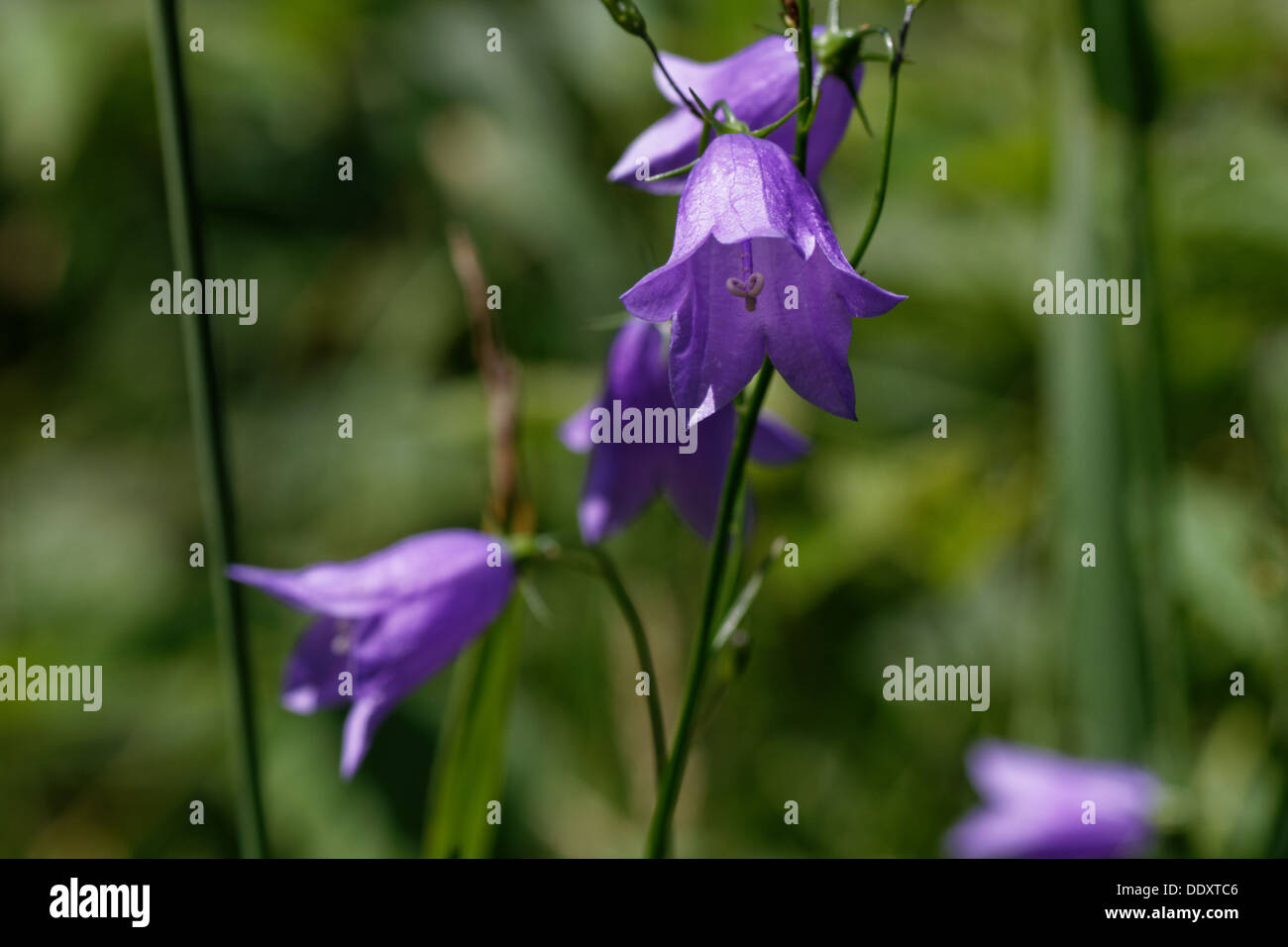 Scottish bluebell hi-res stock photography and images - Alamy
