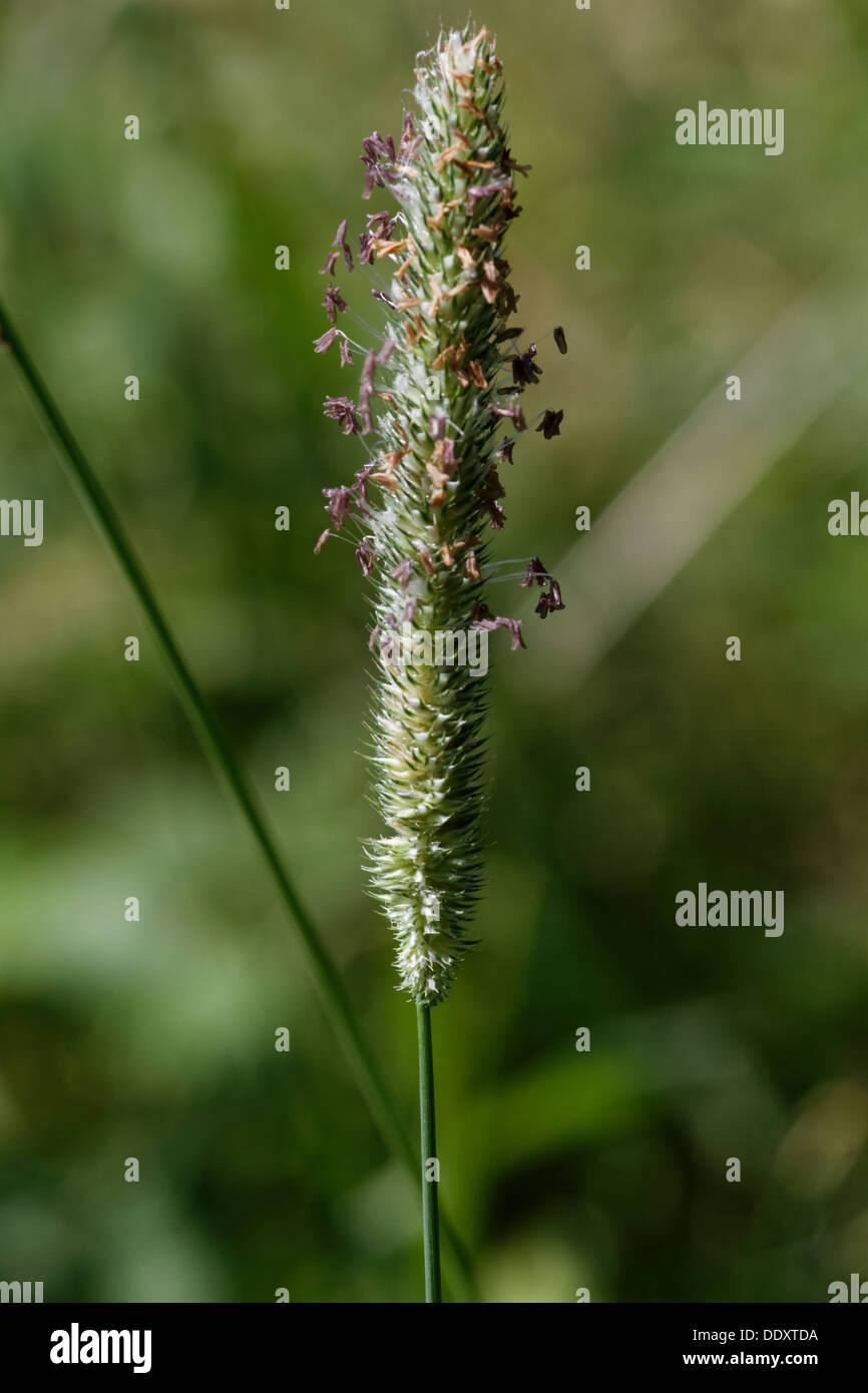 Medicinal plant Bistrot, bistort, snake root, Polygonum bistorta, Alps ...