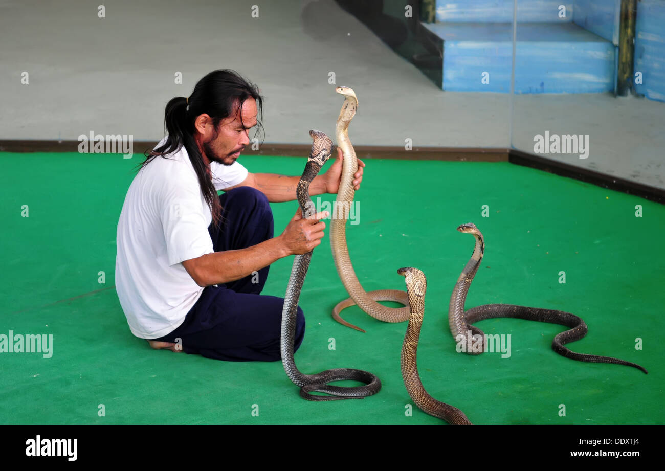 Snake show in Thailand Stock Photo - Alamy