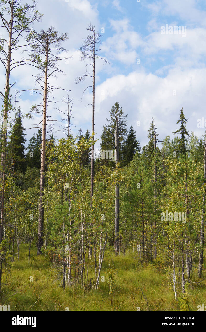 Dwarf cypress forest hi-res stock photography and images - Alamy