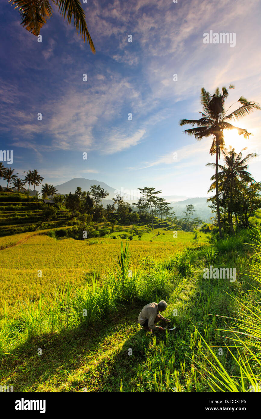Indonesia, Bali, Sidemen, Rice Fields and Gunung Agung Volcano Stock ...