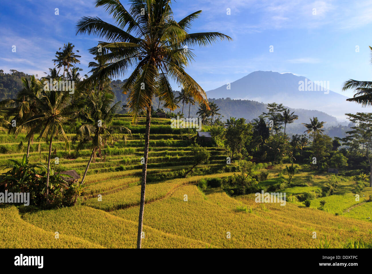 Indonesia, Bali, Sidemen, Rice Fields and Gunung Agung Volcano Stock ...