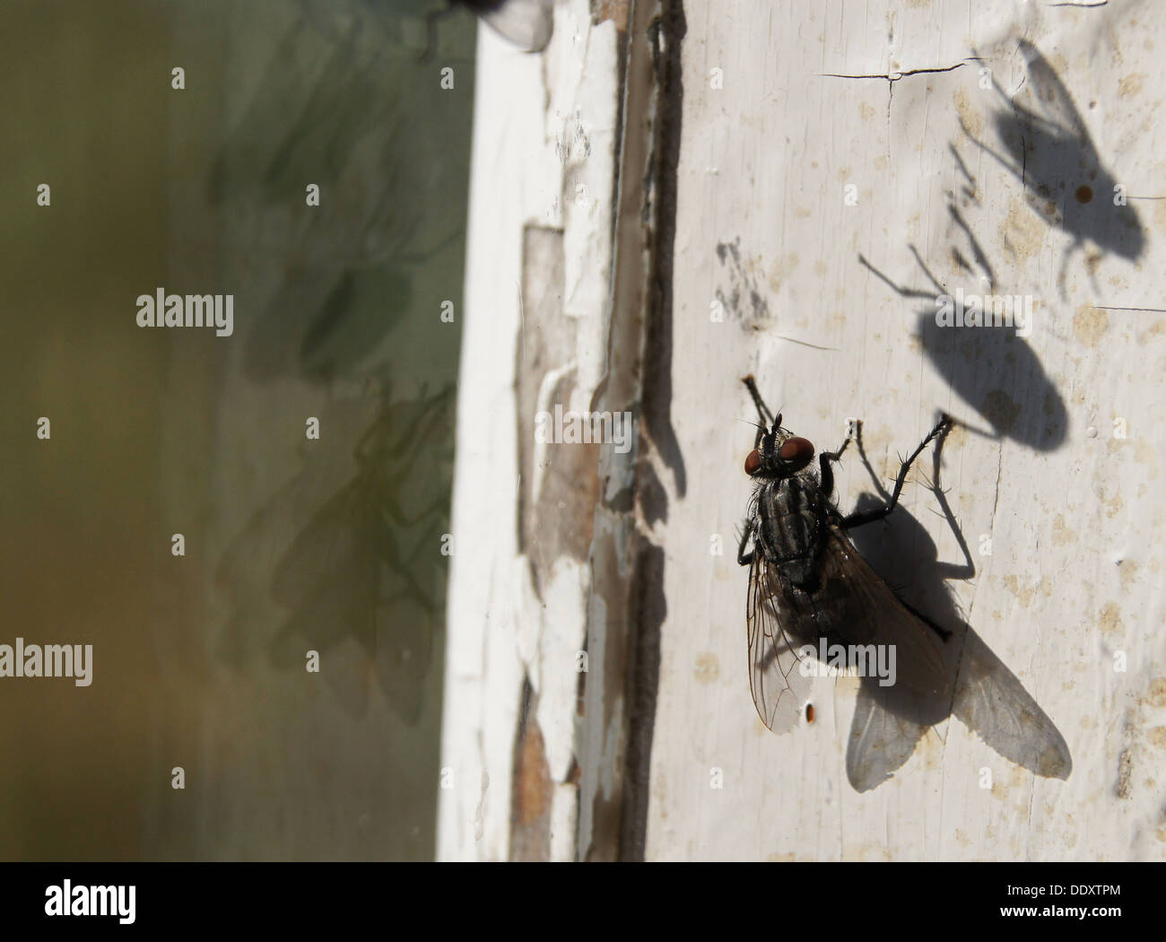 insect on the window Stock Photo - Alamy