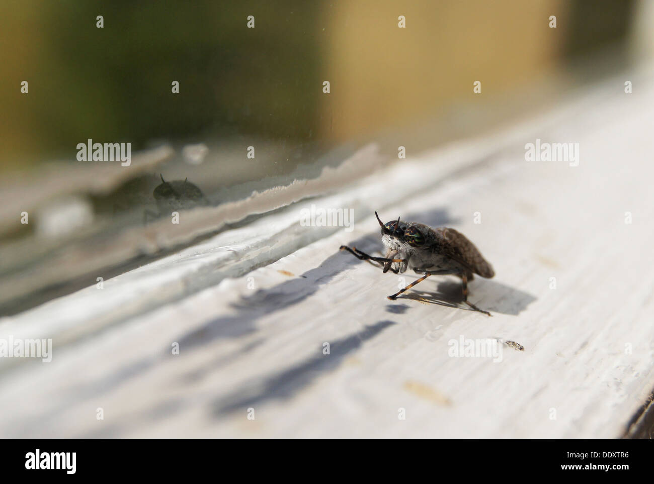 insect on the window Stock Photo - Alamy