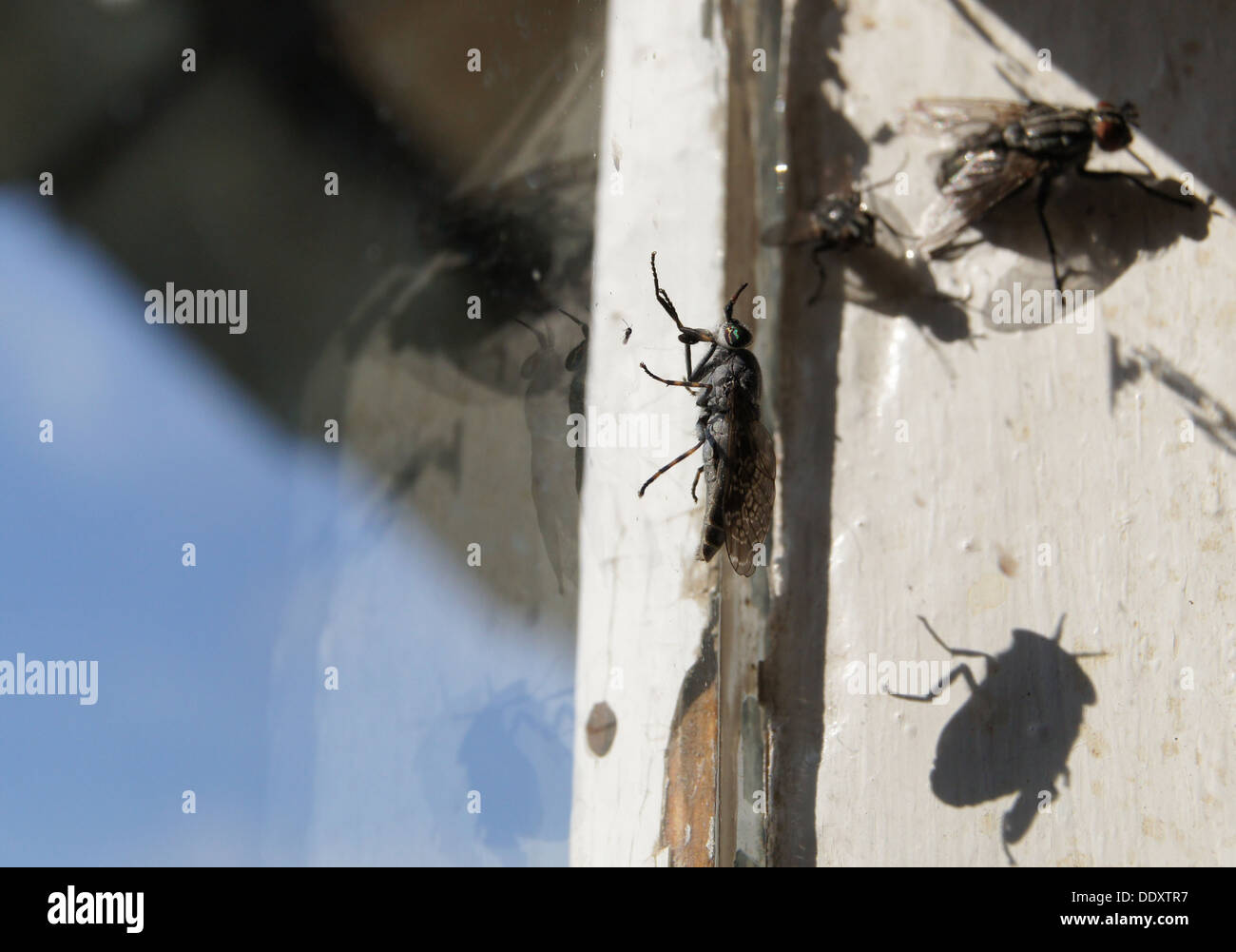 insect on the window Stock Photo - Alamy