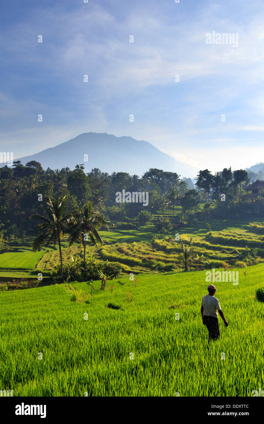 Indonesia, Bali, Sidemen Valley, Rice Fields and Gunung Agung Volcano ...