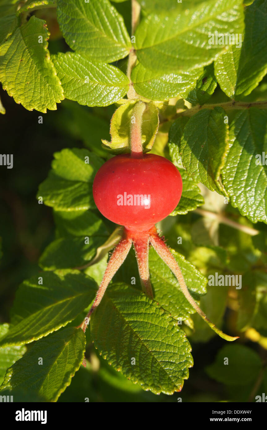 Fruits are ripe rose hips, sunlight Stock Photo - Alamy