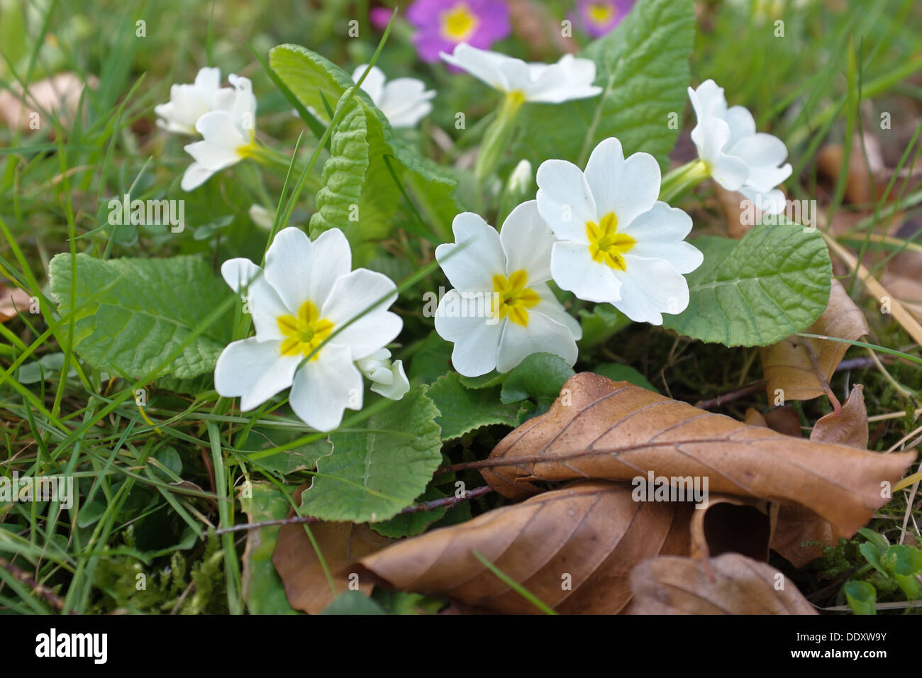 Primula vulgaris (primrose) flowering in spring and growing wild in ...