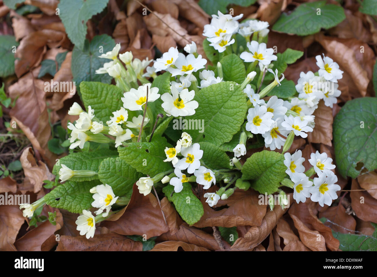 Primula vulgaris garden hi-res stock photography and images - Alamy
