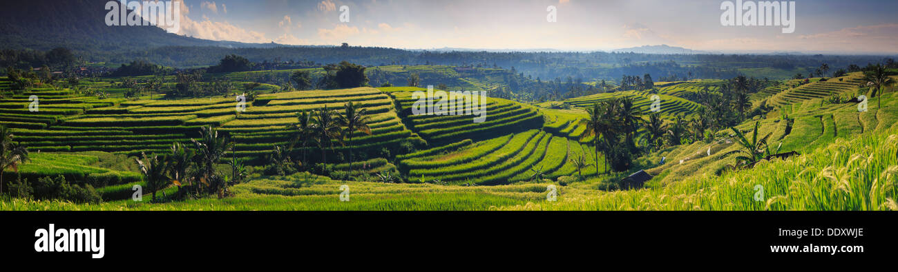 Indonesia, Bali, Central Mountains, Jatiluwih Rice Fields (UNESCO Site ...