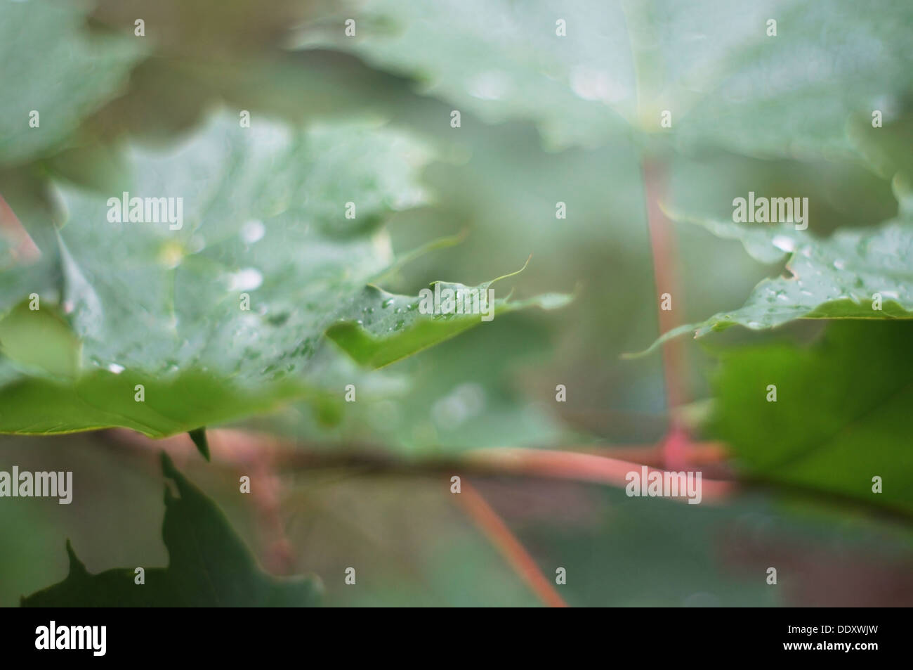 Wet maple hi-res stock photography and images - Alamy