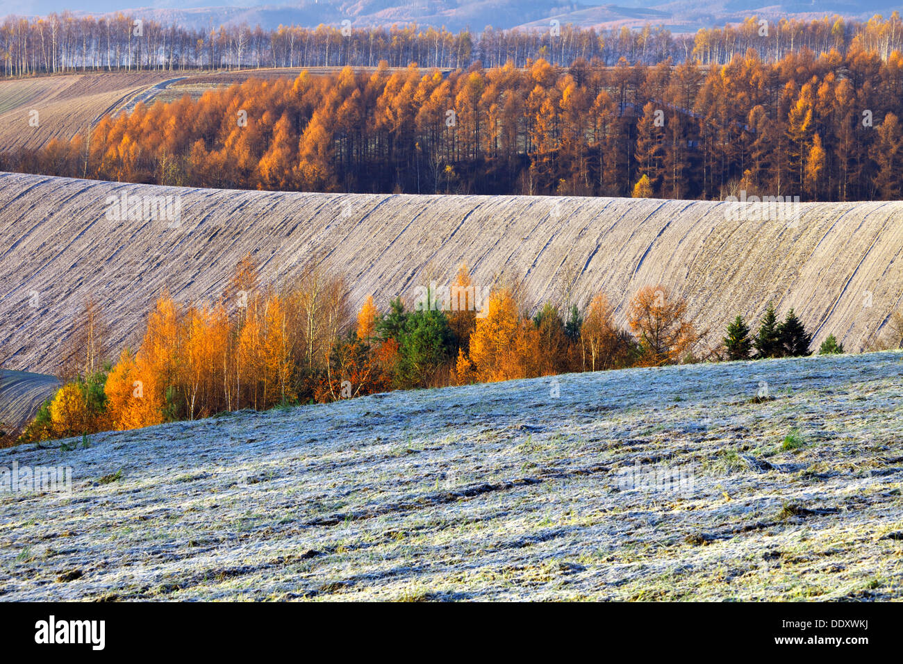 Larch trees in winter hi-res stock photography and images - Alamy