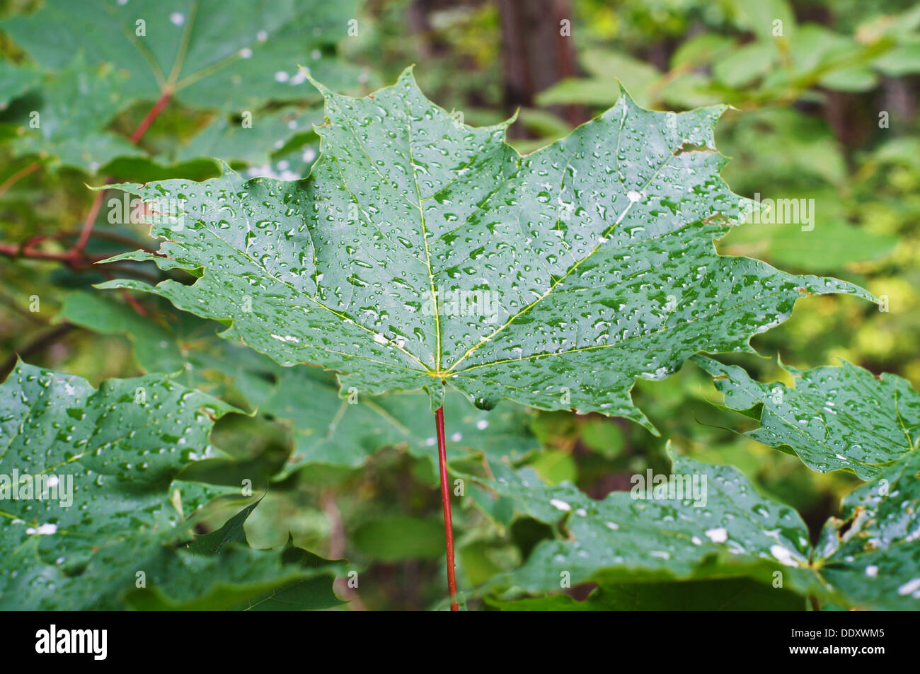 Wet maple hi-res stock photography and images - Alamy