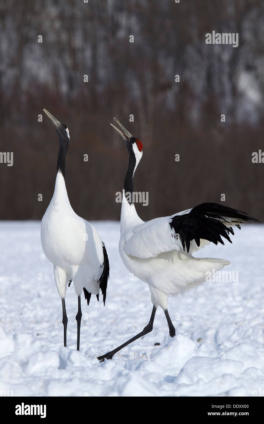 Cranes on snow, Hokkaido Stock Photo - Alamy