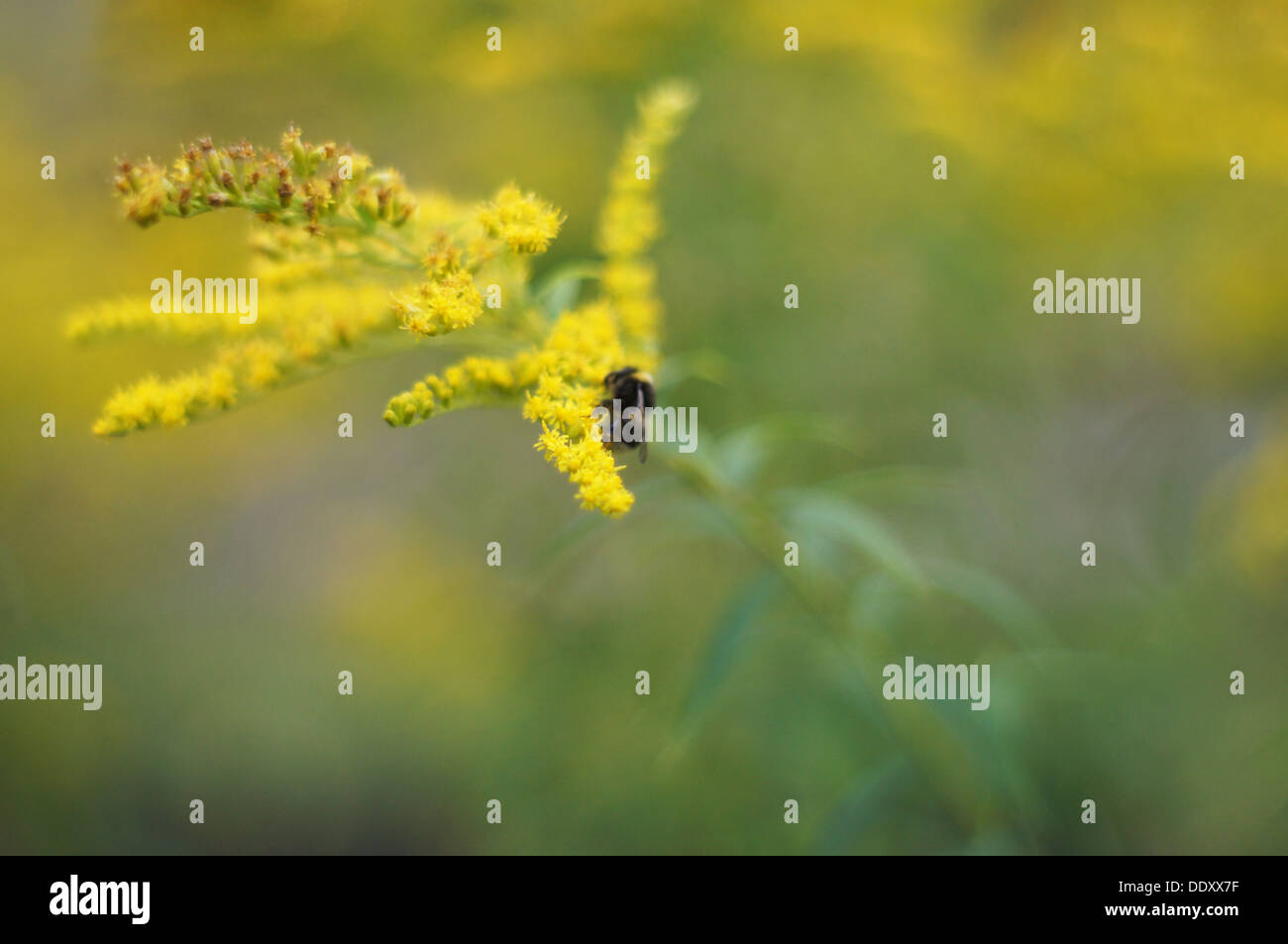 Goldenrod sunset hi-res stock photography and images - Alamy